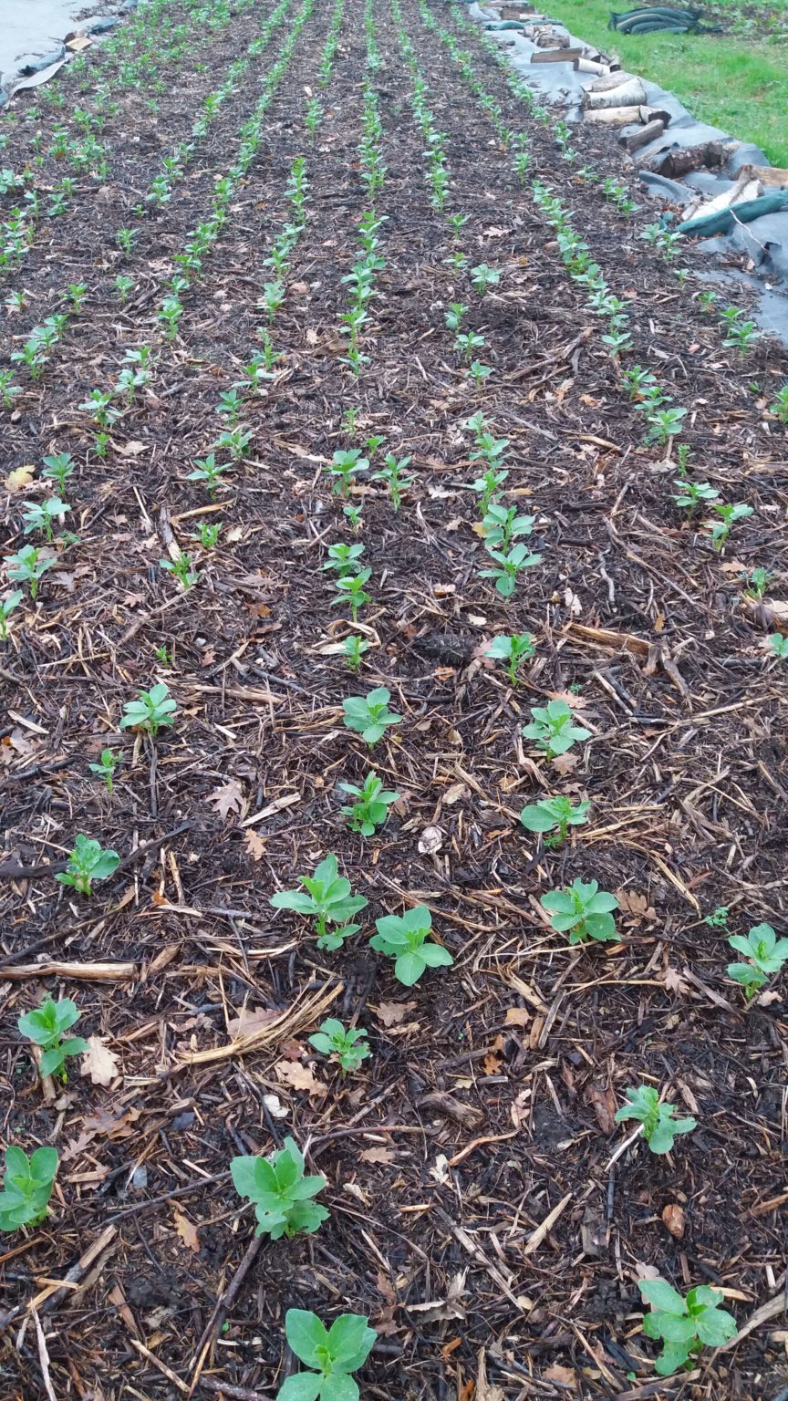 La culture de fèves pour le printemps 2020 – LES JARDINS DE BEAUCHÊNE