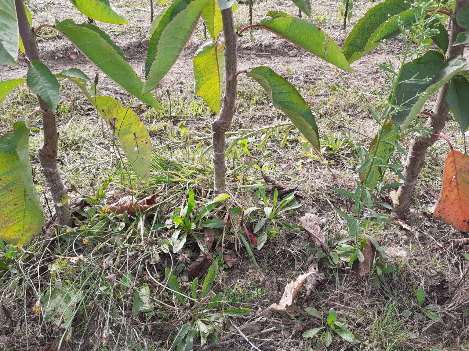 Les porte-greffes – LES JARDINS DE BEAUCHÊNE