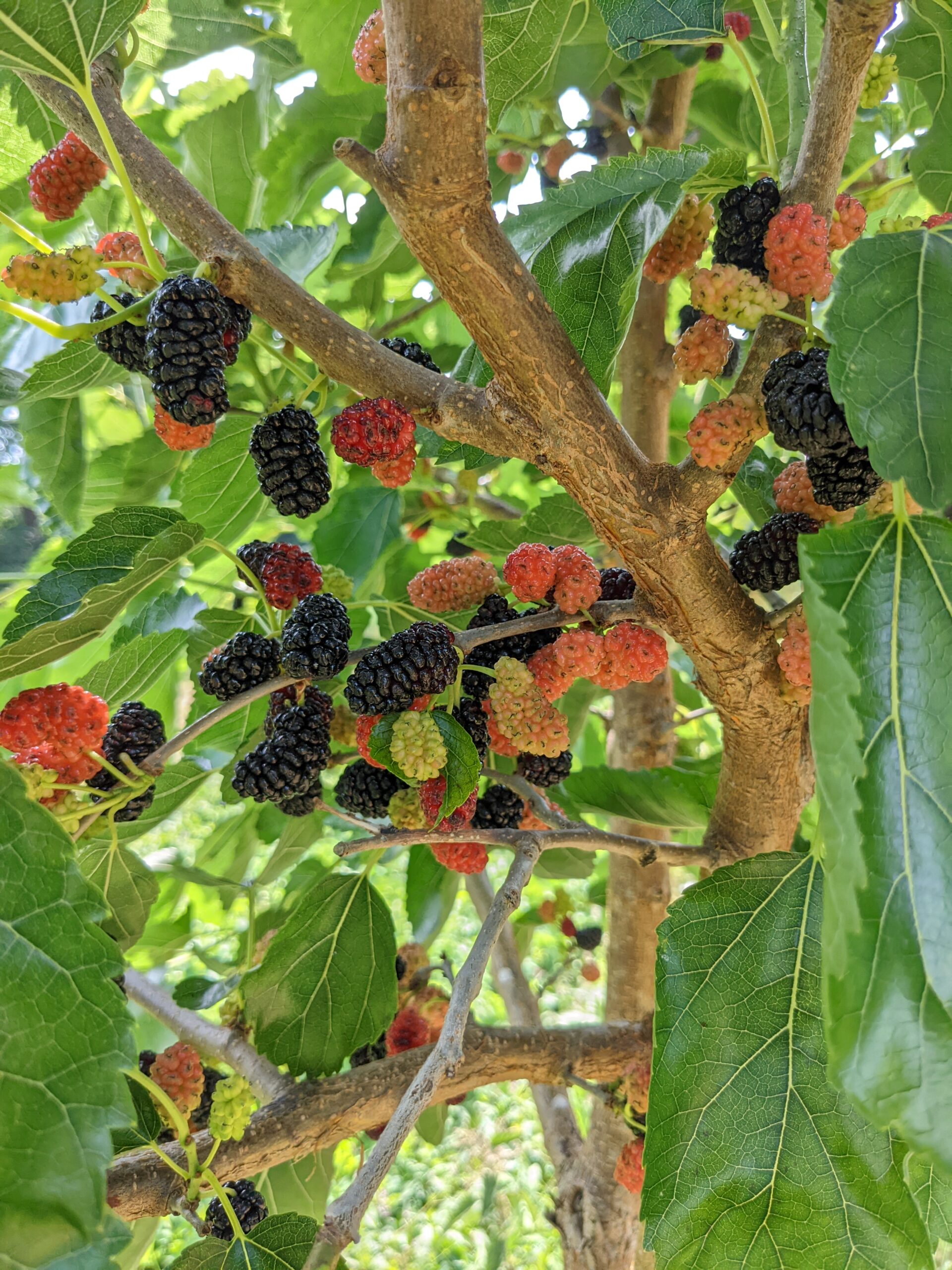 La culture du mûrier arborescent pour ses fruits en Bretagne – LES ...