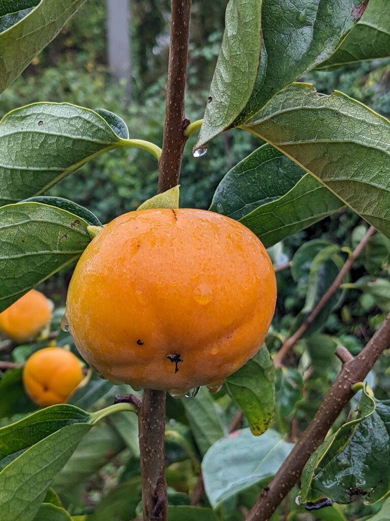 La culture du kaki en Bretagne et dans les régions littorales du nord ...